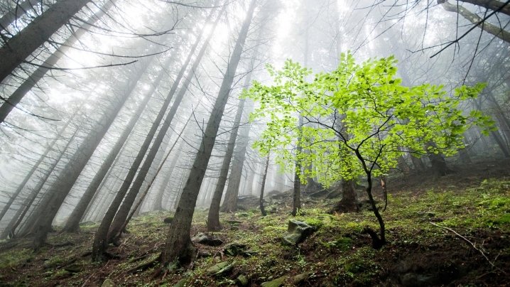 Innovative Forestry Approach for the Environment | DENDRO Parke Sanayi A.Ş.